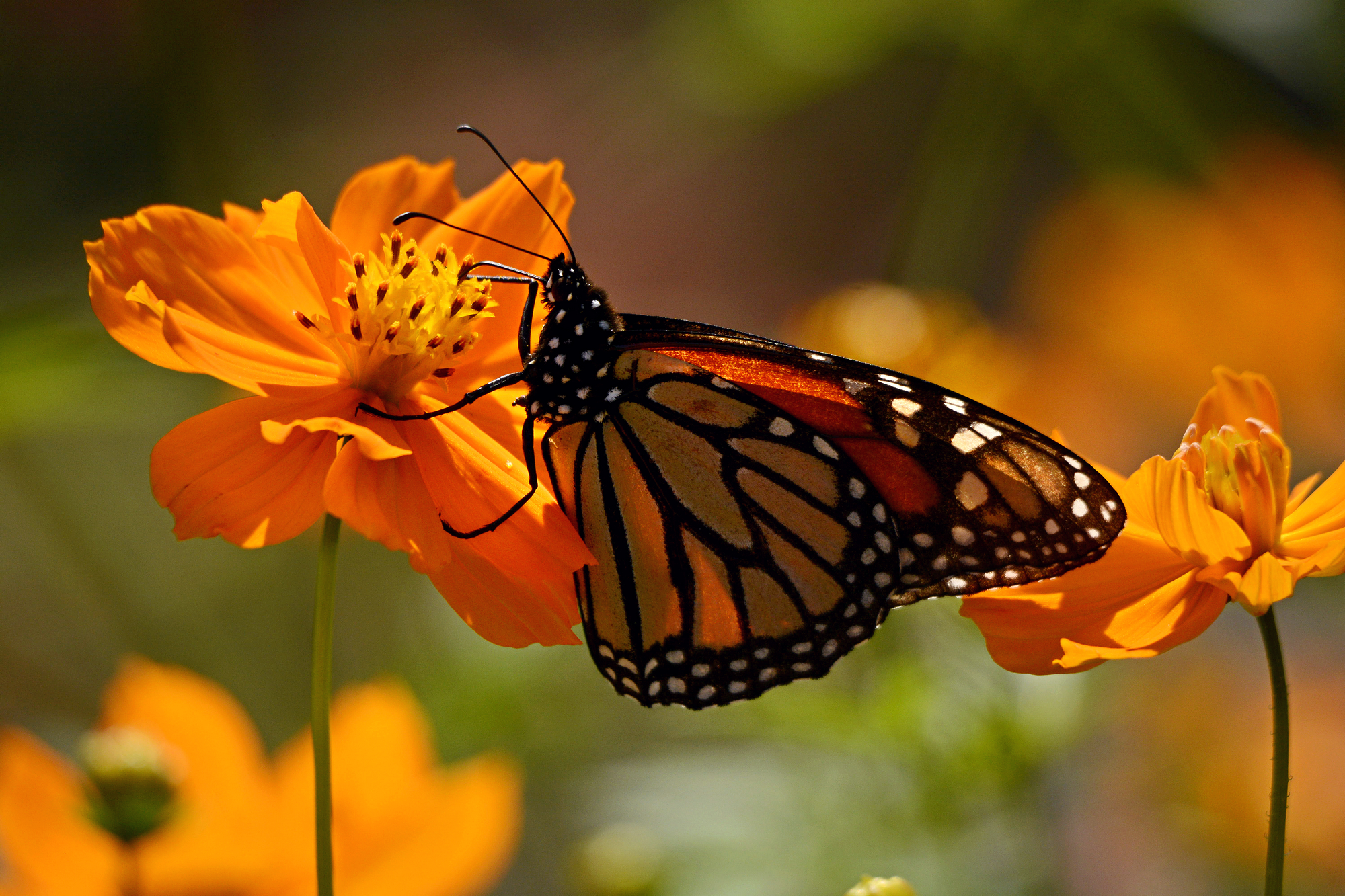 Orange Reload | Shutterbug